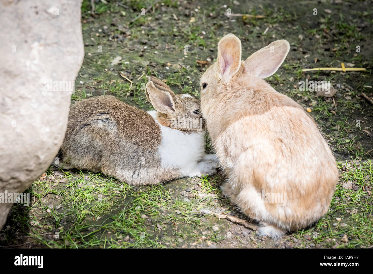 Adult baby rabbits hi-res stock photography and images - Alamy
