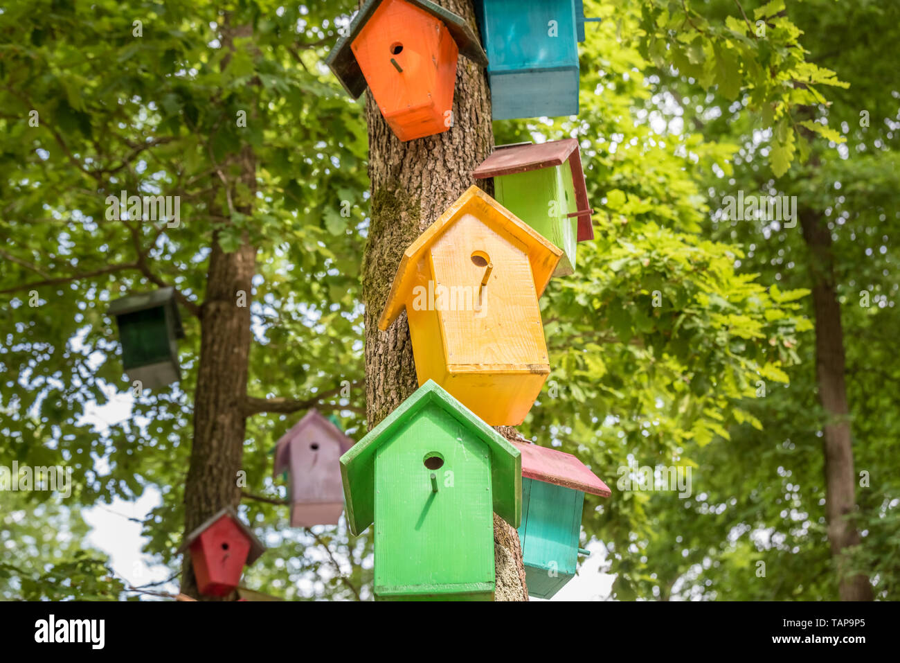 Manmade colorful nests hang on tree.Handmade wooden birdhouse on a tree ...