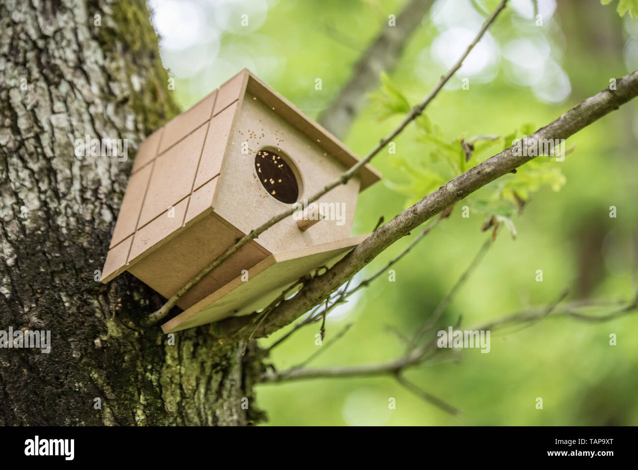 Handmade nest hangs on tree.Handmade wooden birdhouse on a tree for ...