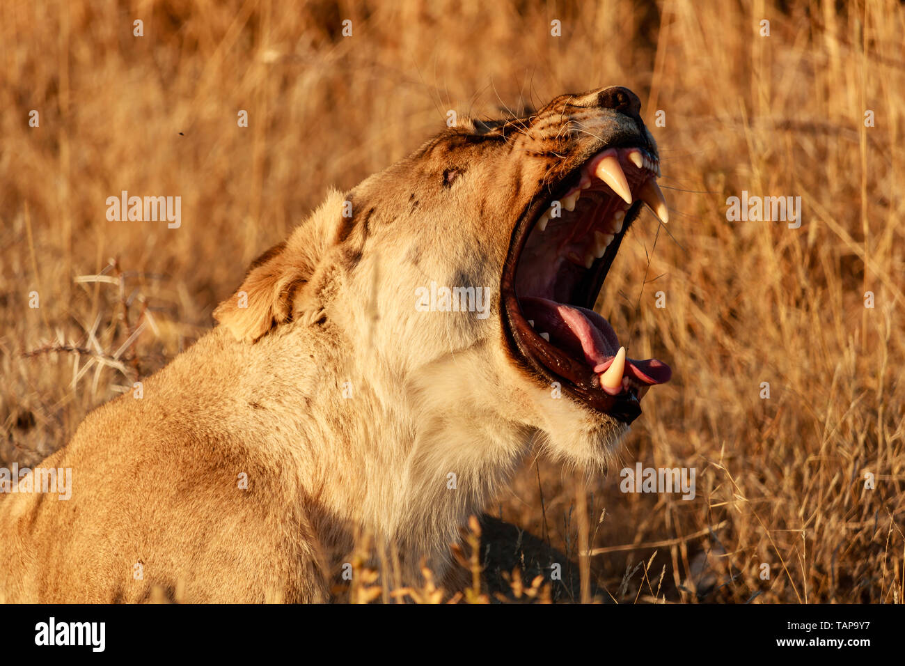Female lioness roaring open her mouth and showing her teeth and tongue ...