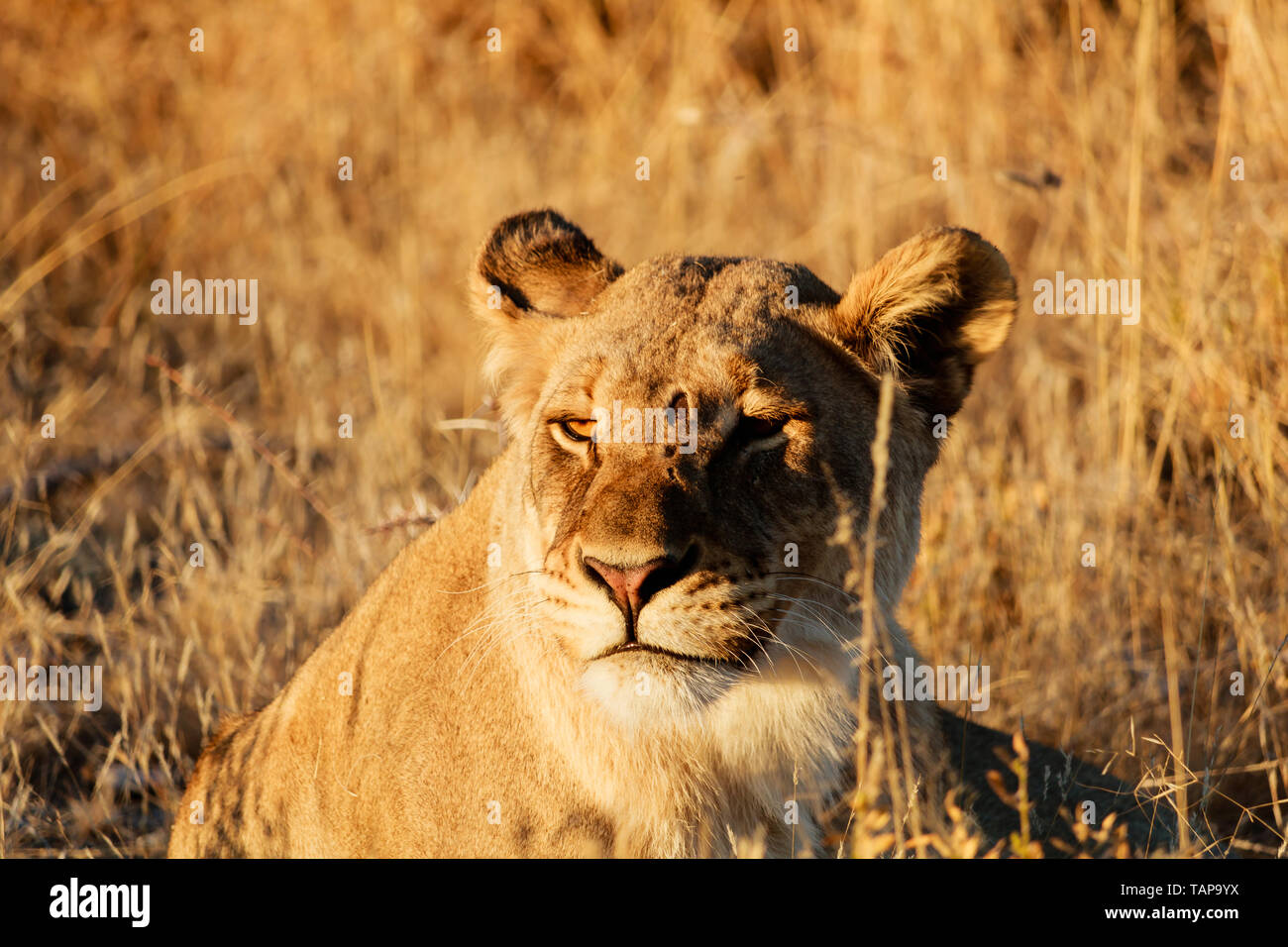 Portrait of lioness in Etosha National Park, Namibia Stock Photo - Alamy