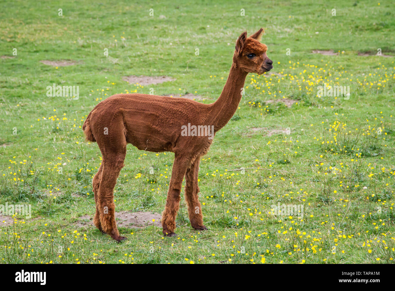 Brown alpaca standing Stock Photo - Alamy