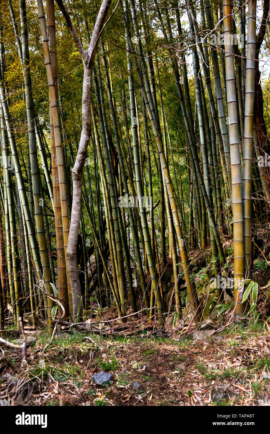 bamboo growing Japan Stock Photo - Alamy