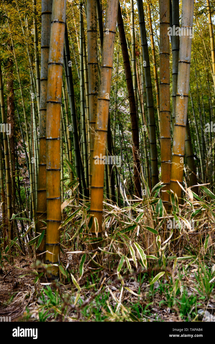 bamboo growing Japan Stock Photo - Alamy