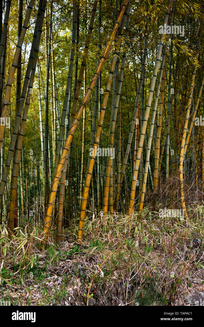 bamboo growing Japan Stock Photo - Alamy