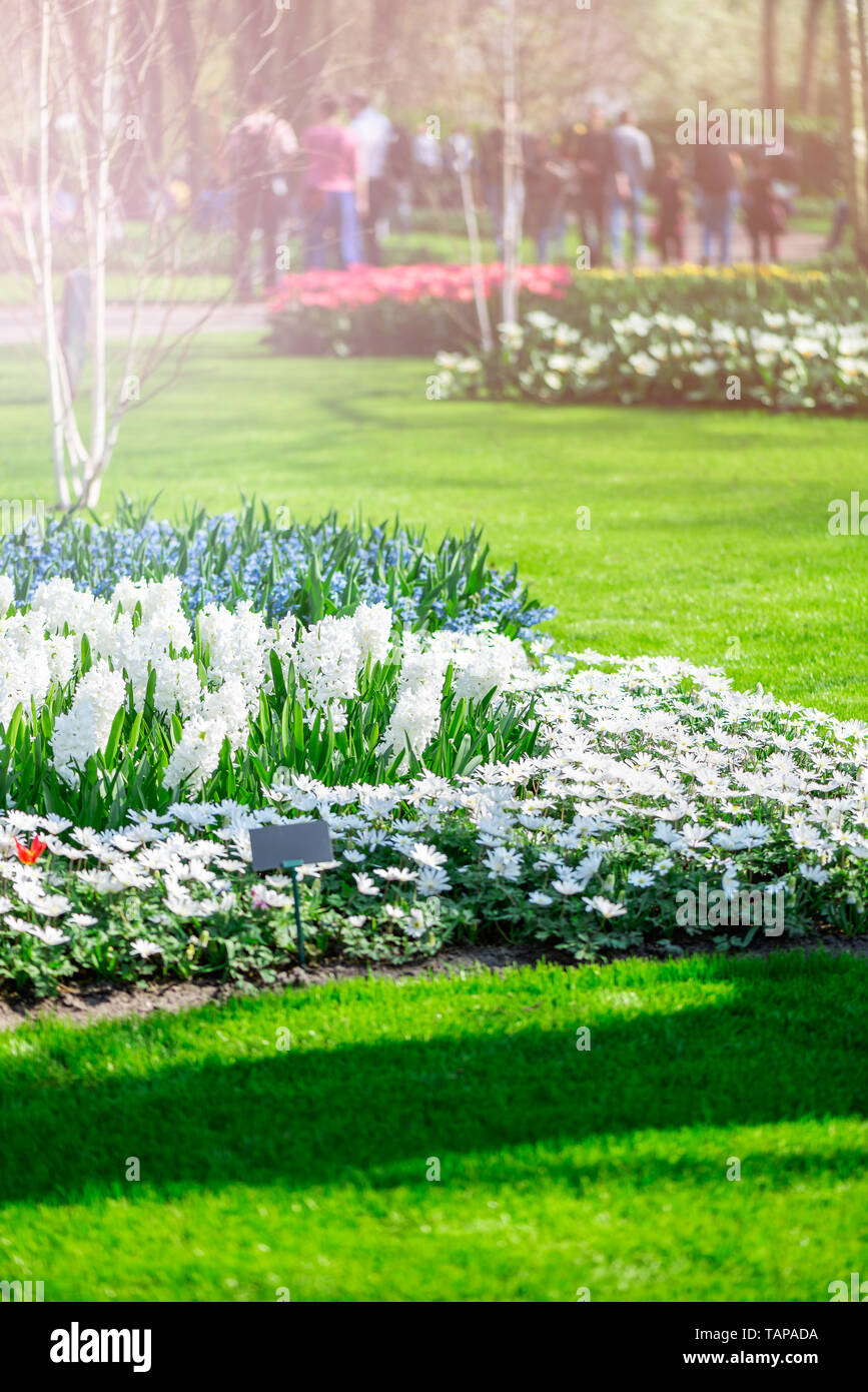 One of the world's largest flower gardens in Lisse, the Netherlands ...