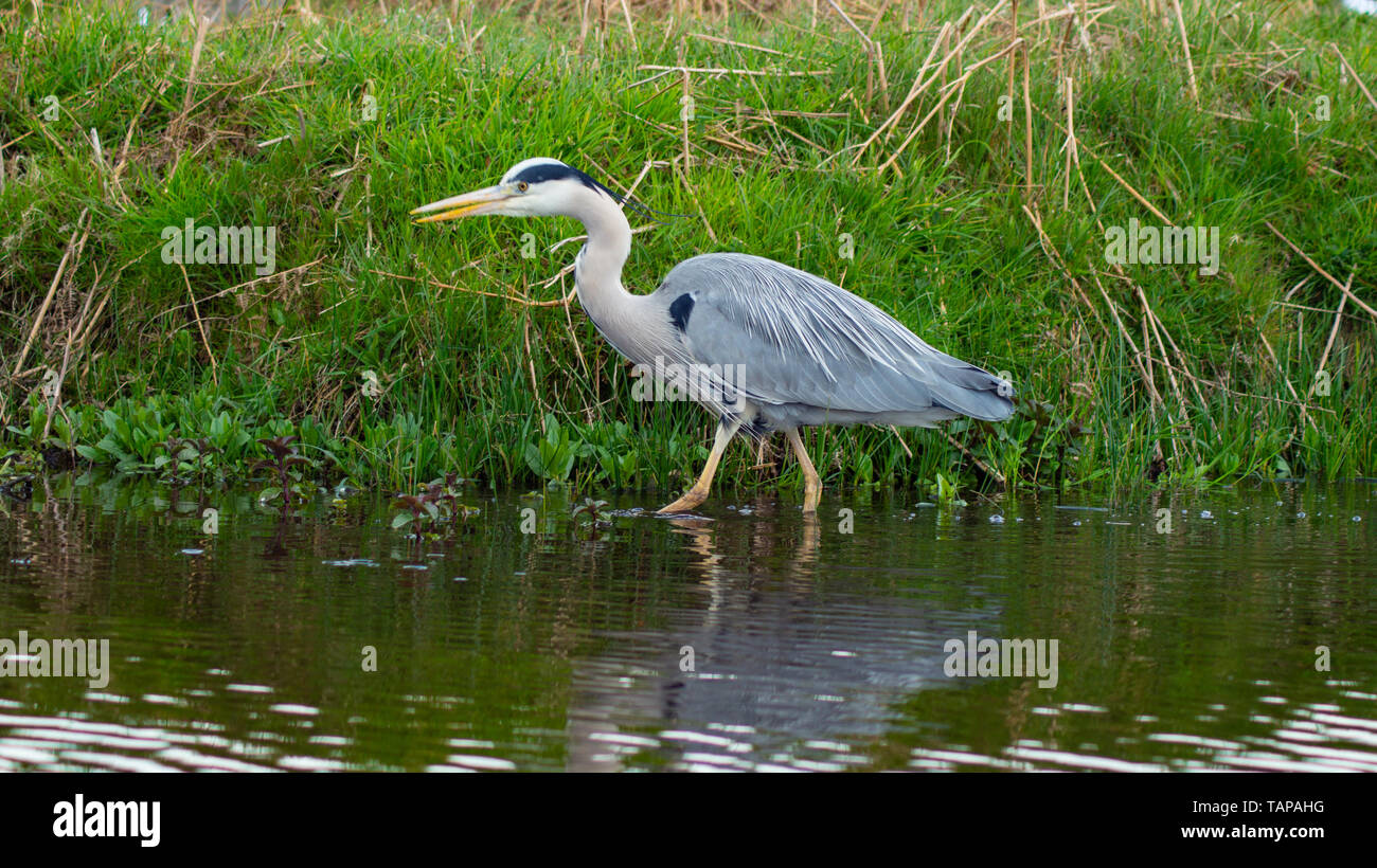Large Grey Heron, Ardeidae, Single Bird Close Up, eyeline low angle ...
