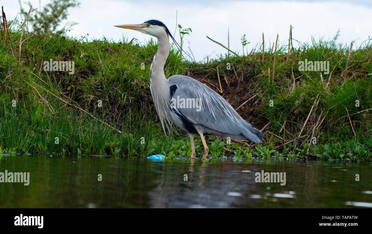 Large Grey Heron, Ardeidae, Single Bird Close Up, eyeline low angle ...