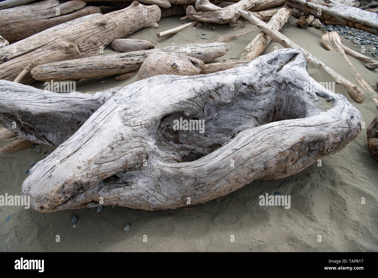 hollowed out sculpture driftwood log on Tofino beach, Vancouver Island ...