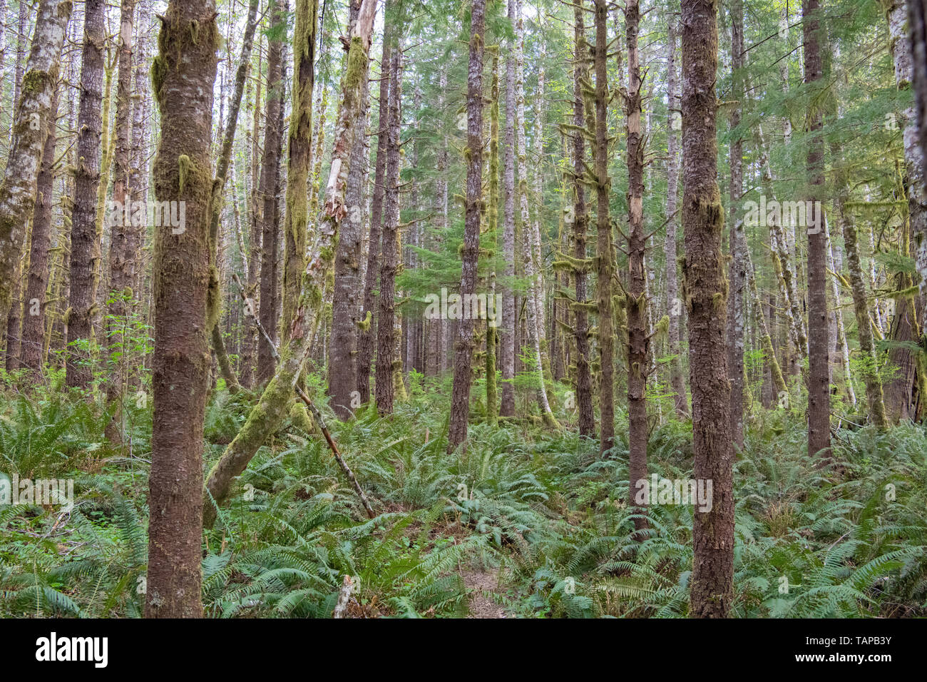 scene looking through tree trunks at Cathedral Grove, Vancouver Island ...