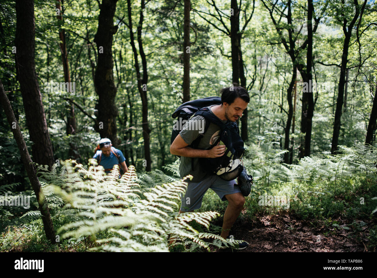 People hiking in a lush forest Stock Photo - Alamy