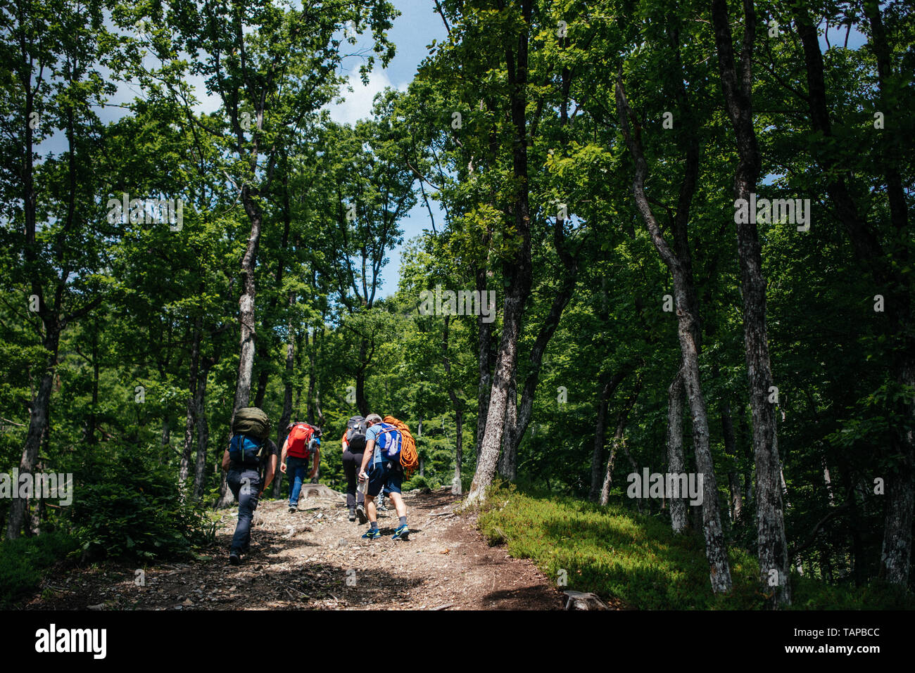 Group of people in the forest hi-res stock photography and images - Alamy