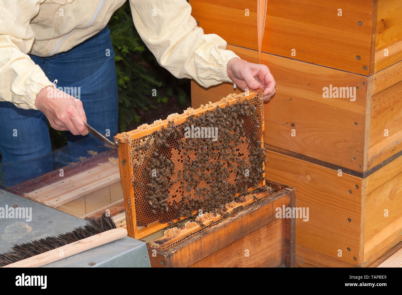 Many beehives hi-res stock photography and images - Alamy