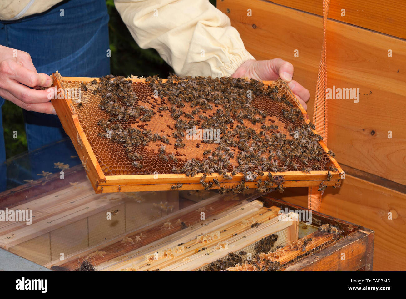 Varroa threat hi-res stock photography and images - Alamy
