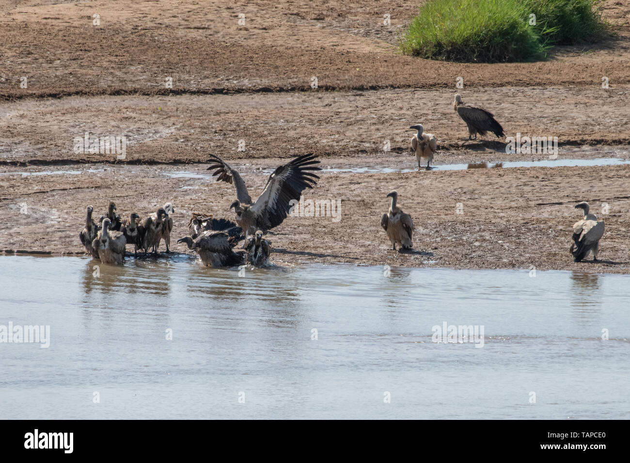 White-Backed Vultures bathing in the Black Umfolozi River, iMfolozi ...