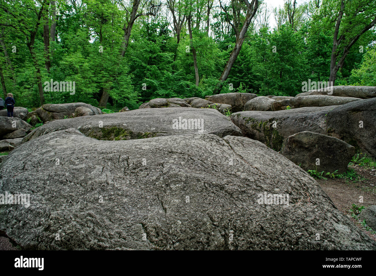 Botanical zen stone garden with water drops and rocks Stock Photo - Alamy