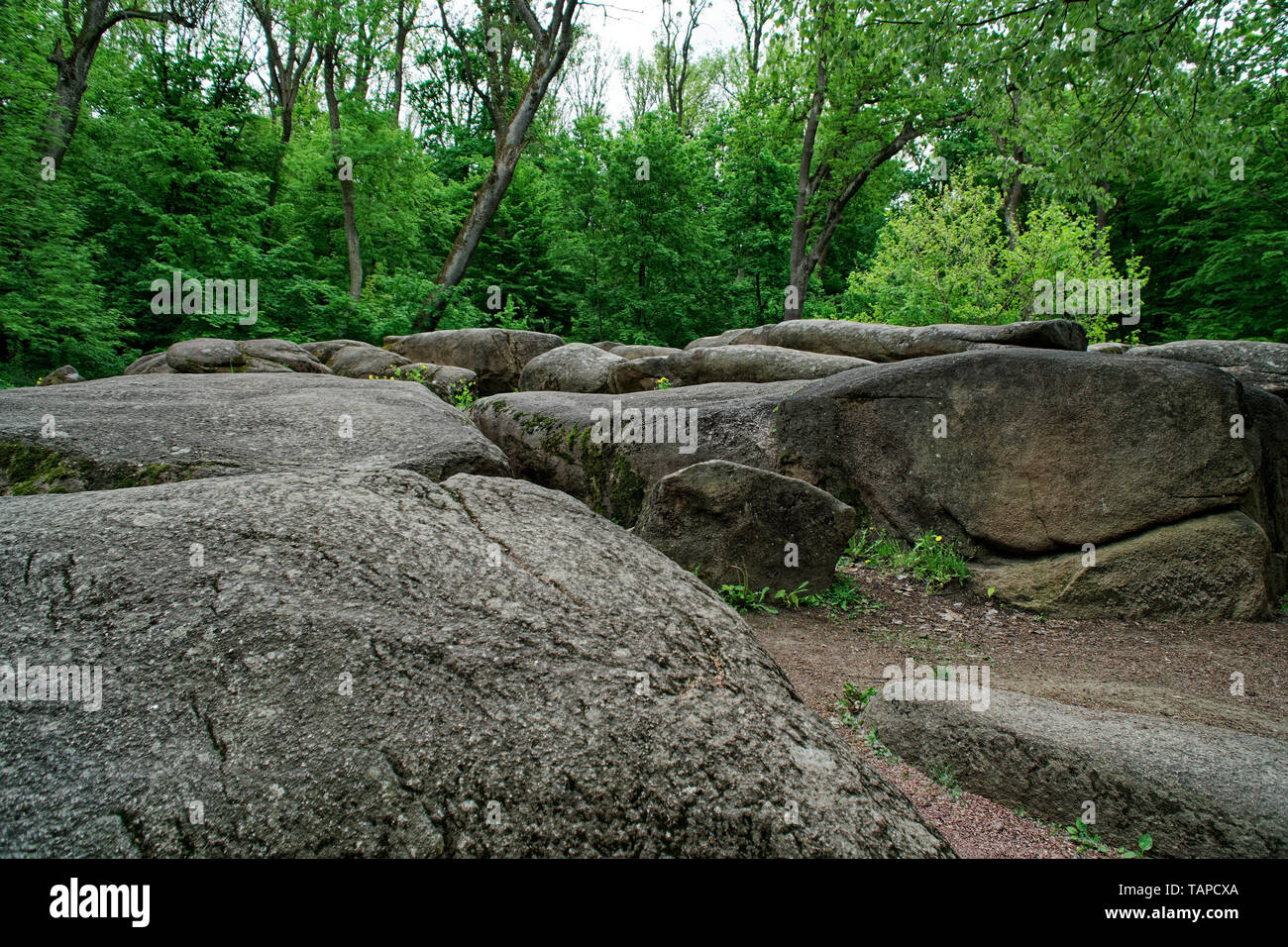 Botanical zen stone garden with water drops and rocks Stock Photo - Alamy