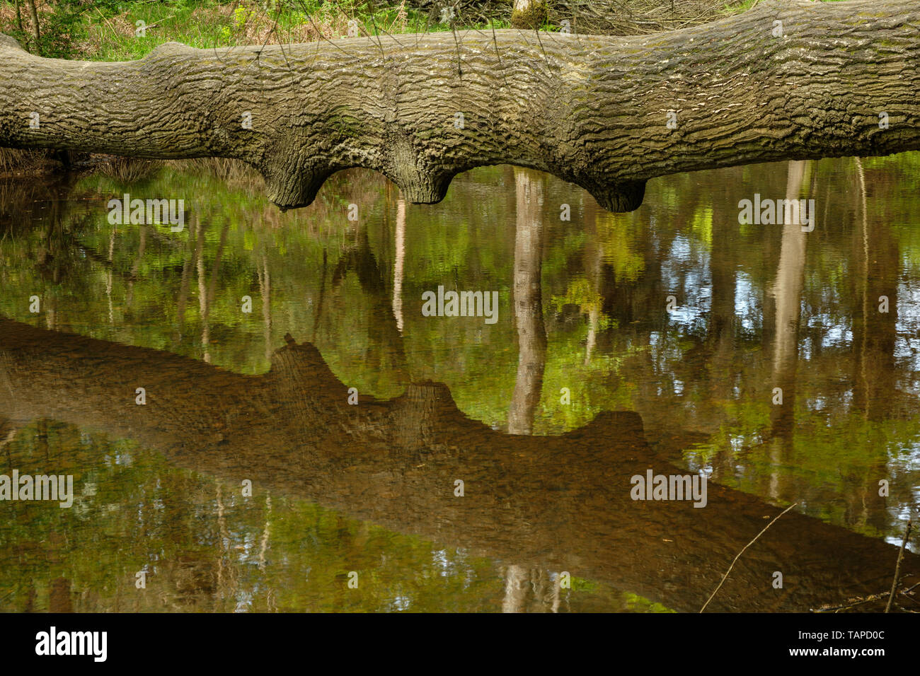 Fallen Tree and Reflection Blackwater River in Spring The New Forest ...