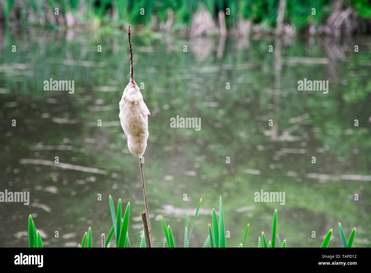 Lakeside reed in full blossom, Reed grass in bloom, scientific name ...