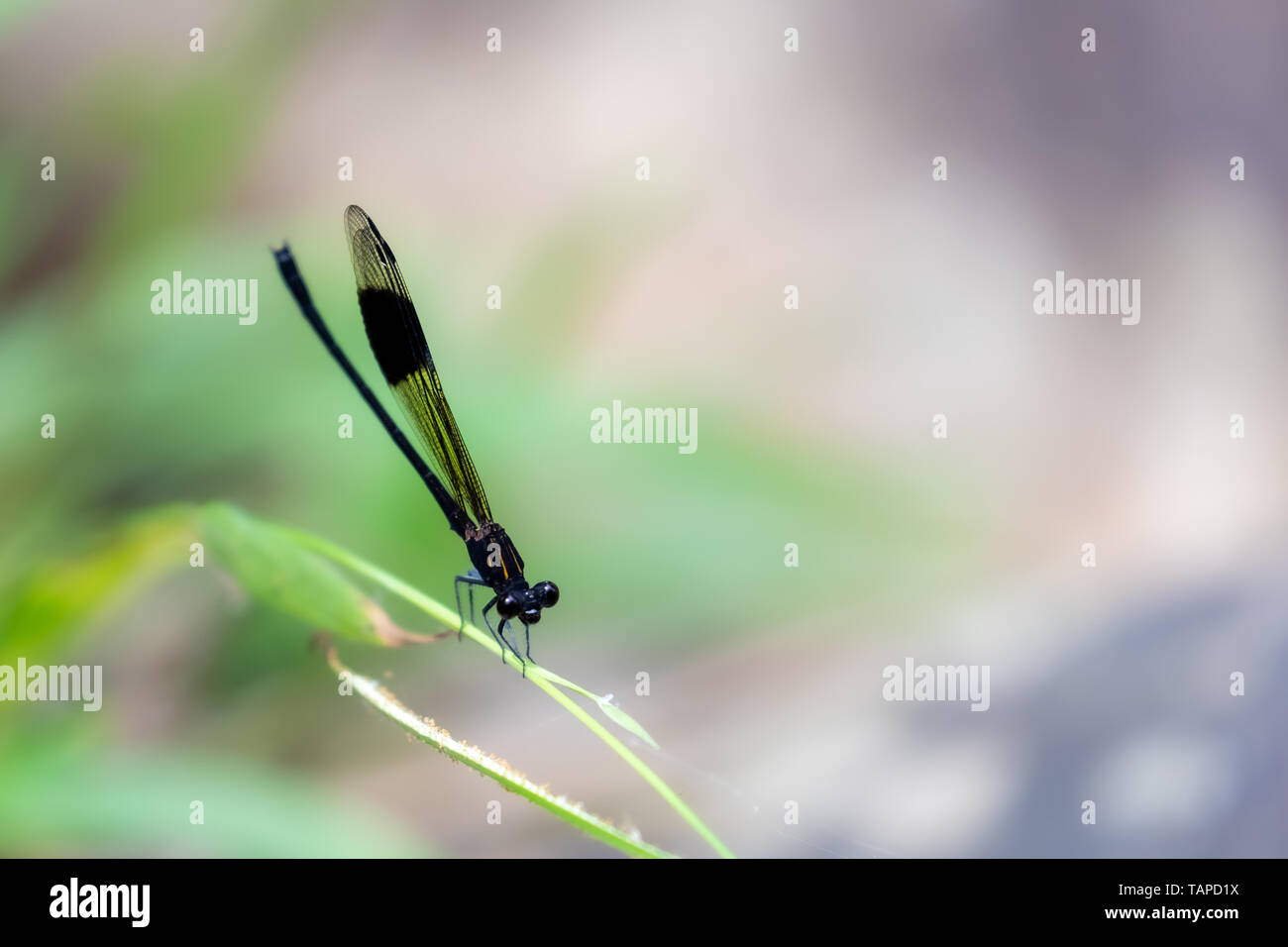 Portrait of damselfly - Black-banded Gossamerwing (Euphaea decorata ...
