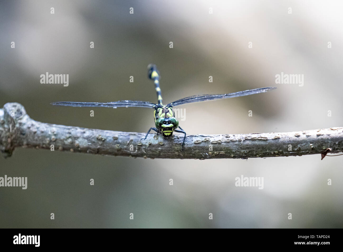 Endangered dragonfly - Chinese Tiger (Gomphidia kelloggi Stock Photo ...