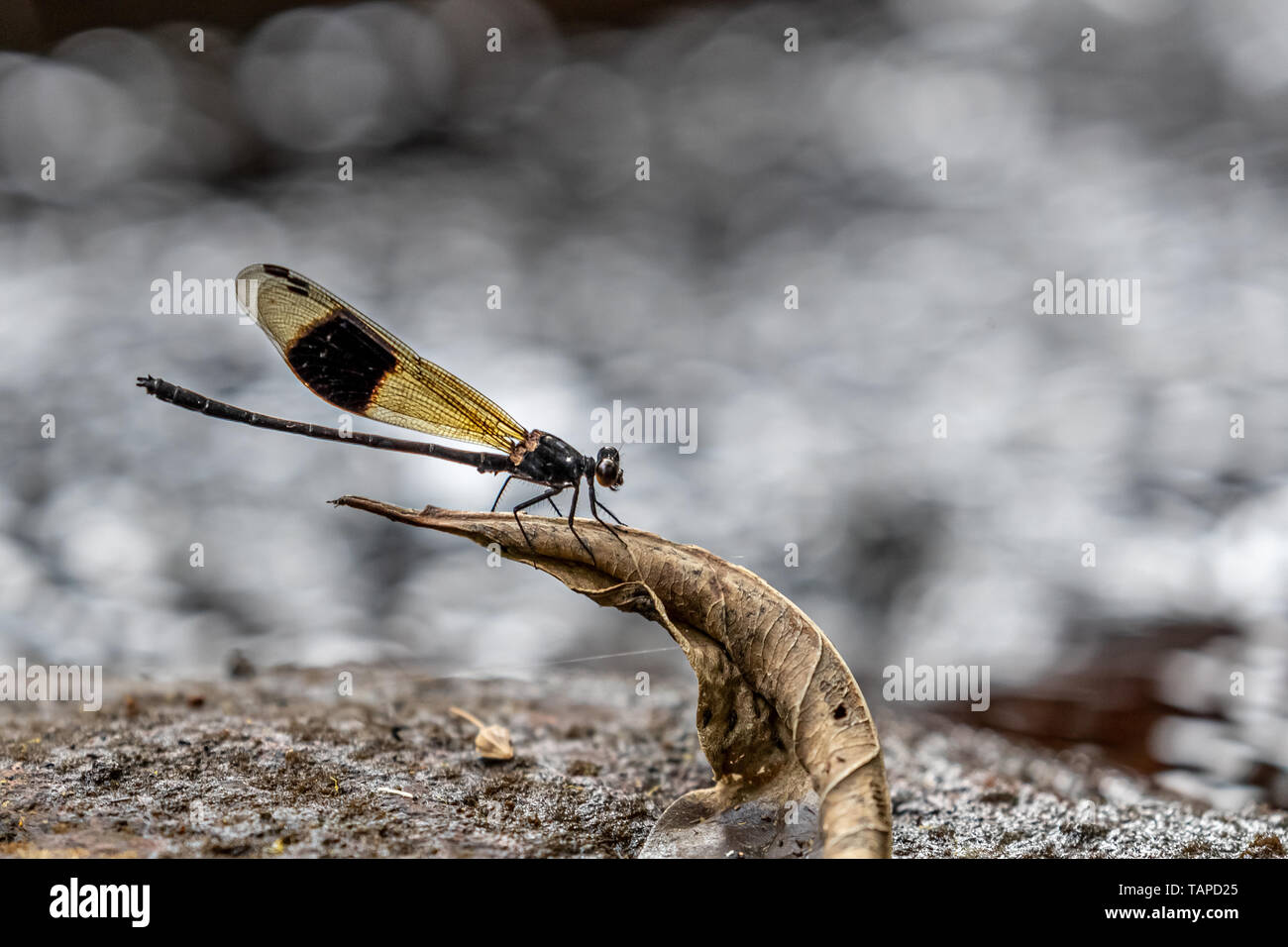 Euphaea hi-res stock photography and images - Alamy