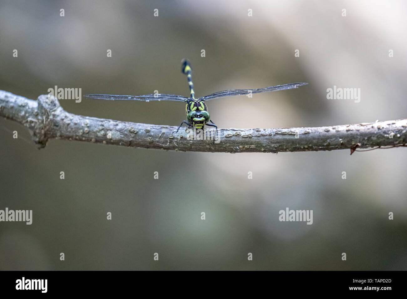 Endangered ecosystem hi-res stock photography and images - Alamy