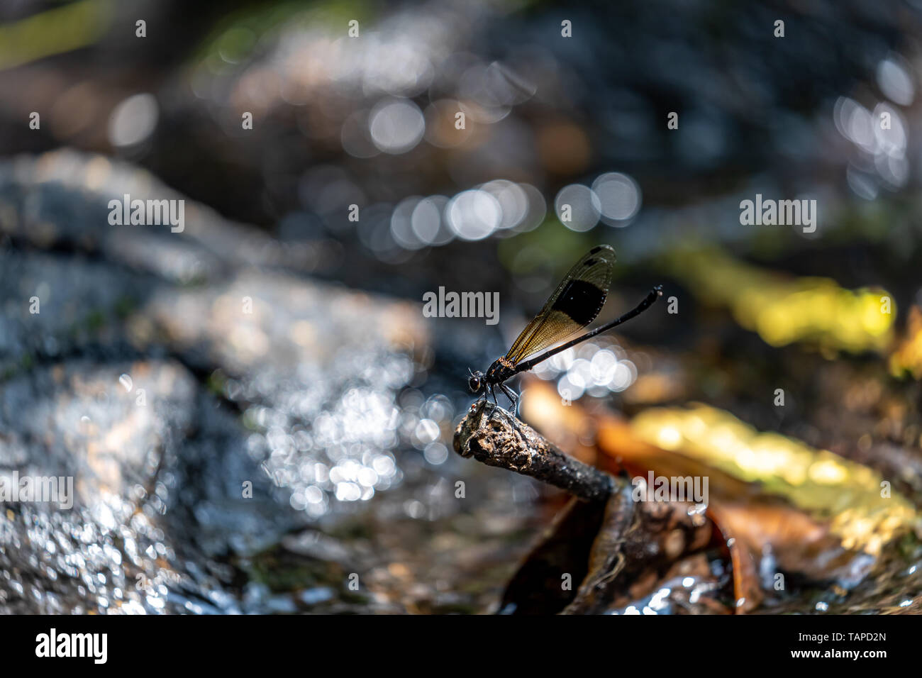 Euphaea decorata hi-res stock photography and images - Alamy