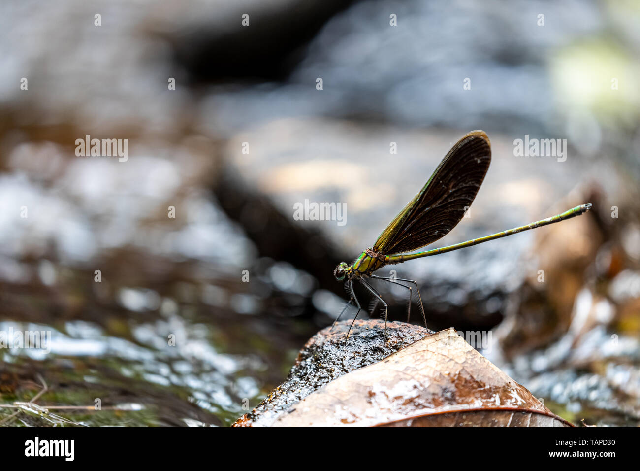 Portrait of damselfly - Chinese Greenwing (Neurobasis chinensis ...
