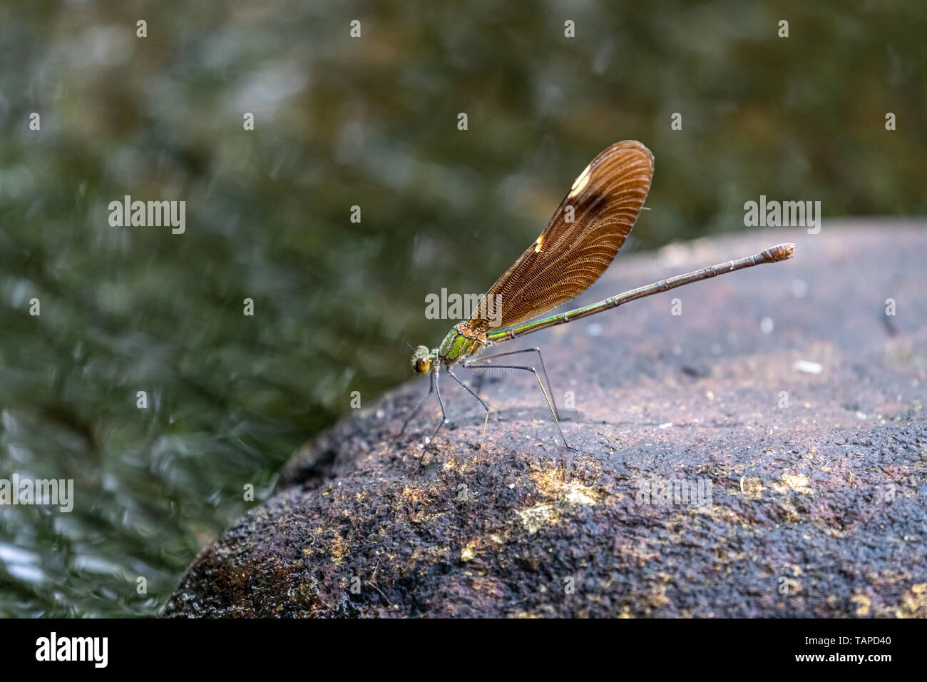 Dragonfly neurobasis chinensis hi-res stock photography and images - Alamy