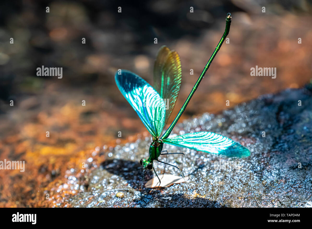 Portrait of damselfly - Chinese Greenwing (Neurobasis chinensis ...