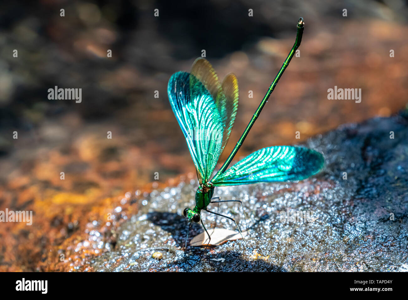 Dragonfly neurobasis chinensis hi-res stock photography and images - Alamy