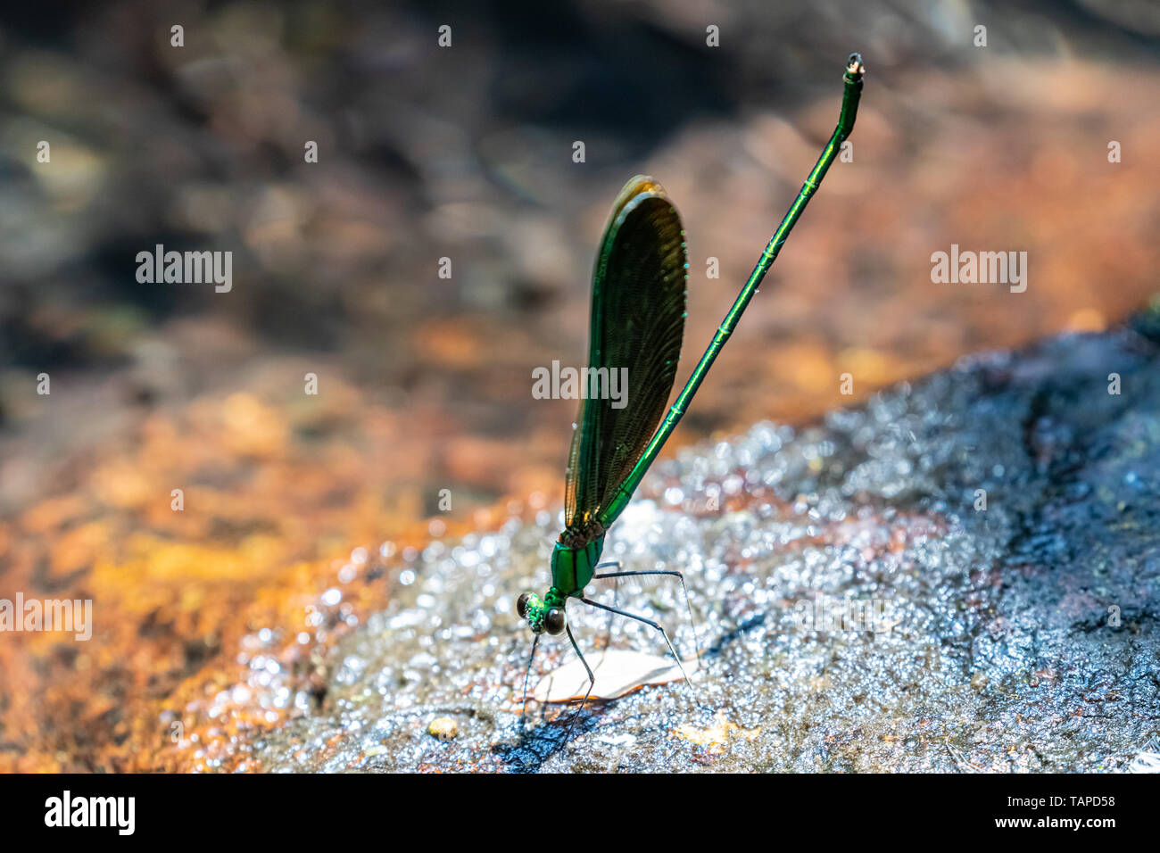 Portrait of damselfly - Chinese Greenwing (Neurobasis chinensis ...