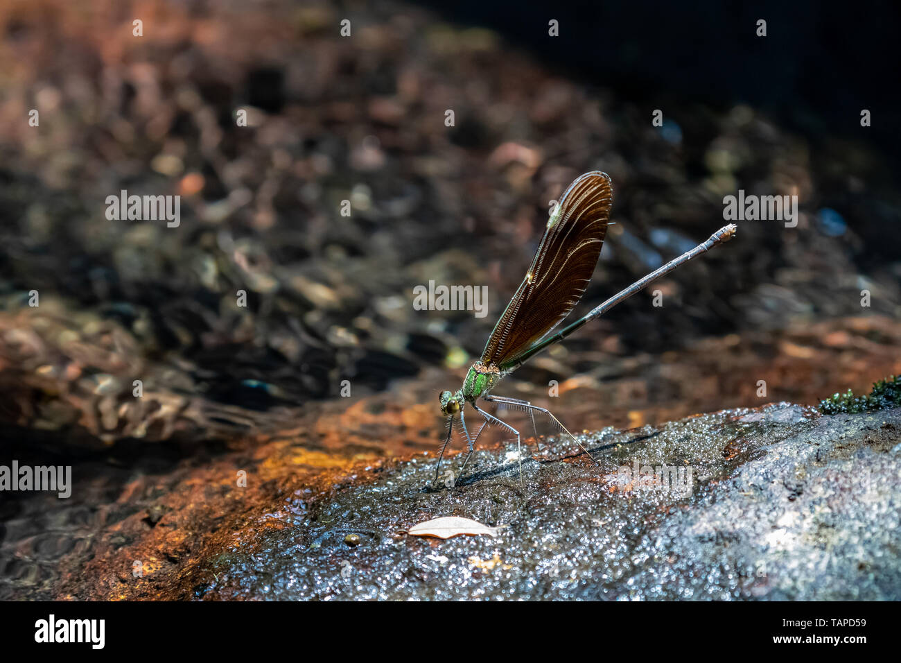 Portrait of damselfly - Chinese Greenwing (Neurobasis chinensis ...
