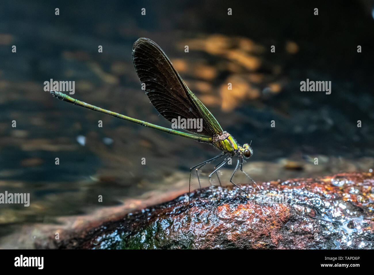 Portrait of damselfly - Chinese Greenwing (Neurobasis chinensis ...