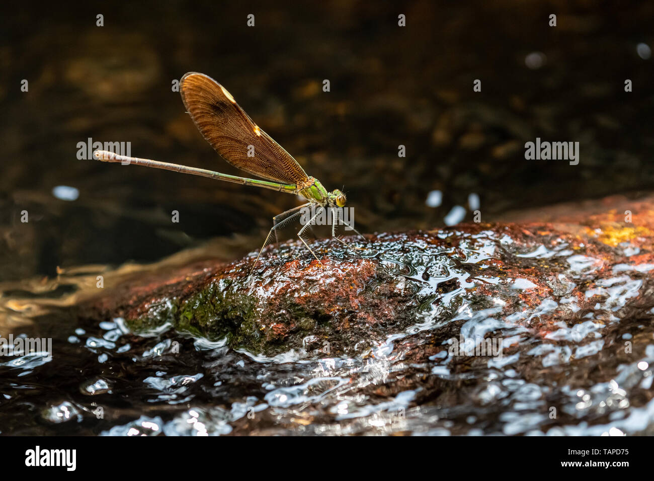 Neurobasis chinensis chinensis hi-res stock photography and images - Alamy