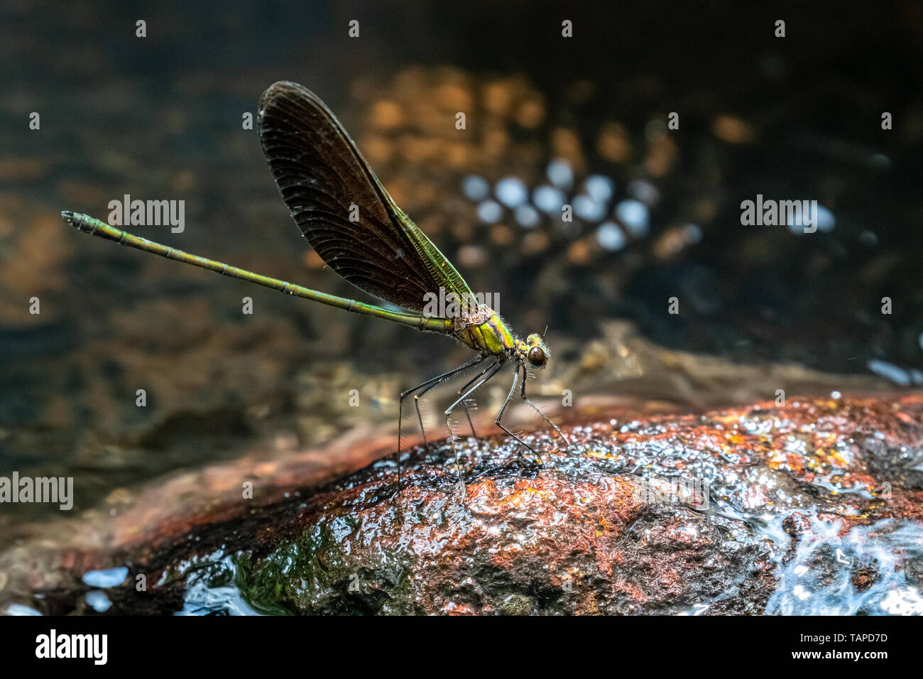 Portrait of damselfly - Chinese Greenwing (Neurobasis chinensis ...