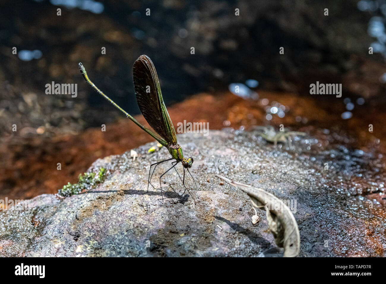 Portrait of damselfly - Chinese Greenwing (Neurobasis chinensis ...