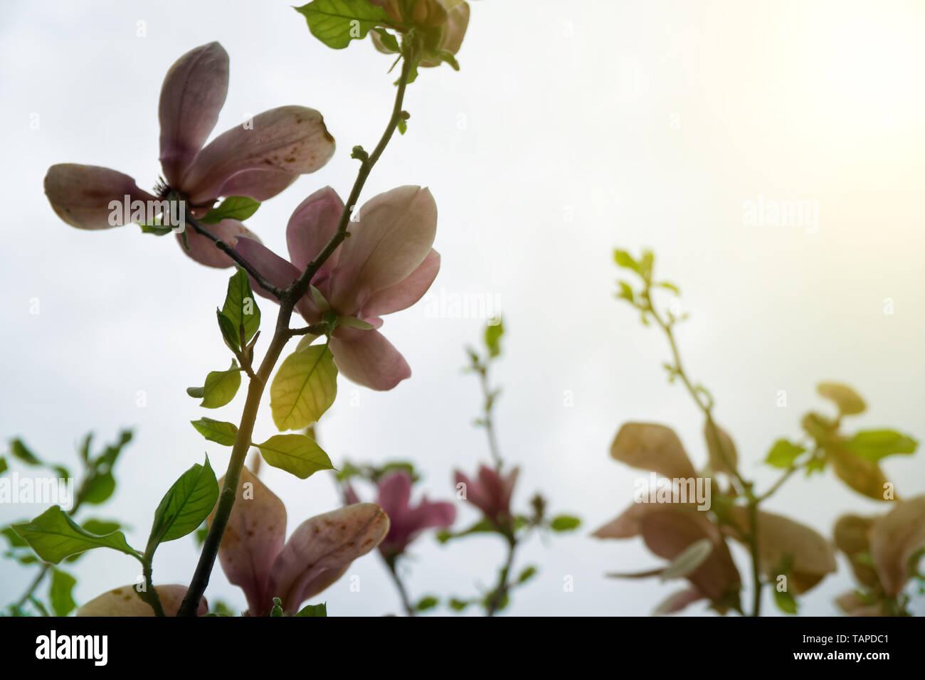 Magnolia tree head. Pink magnolias in spring day. Beautiful pink ...
