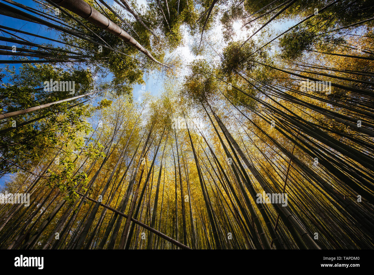 Secret Bamboo Forest of Fushimi Inari Shrine Stock Photo - Alamy