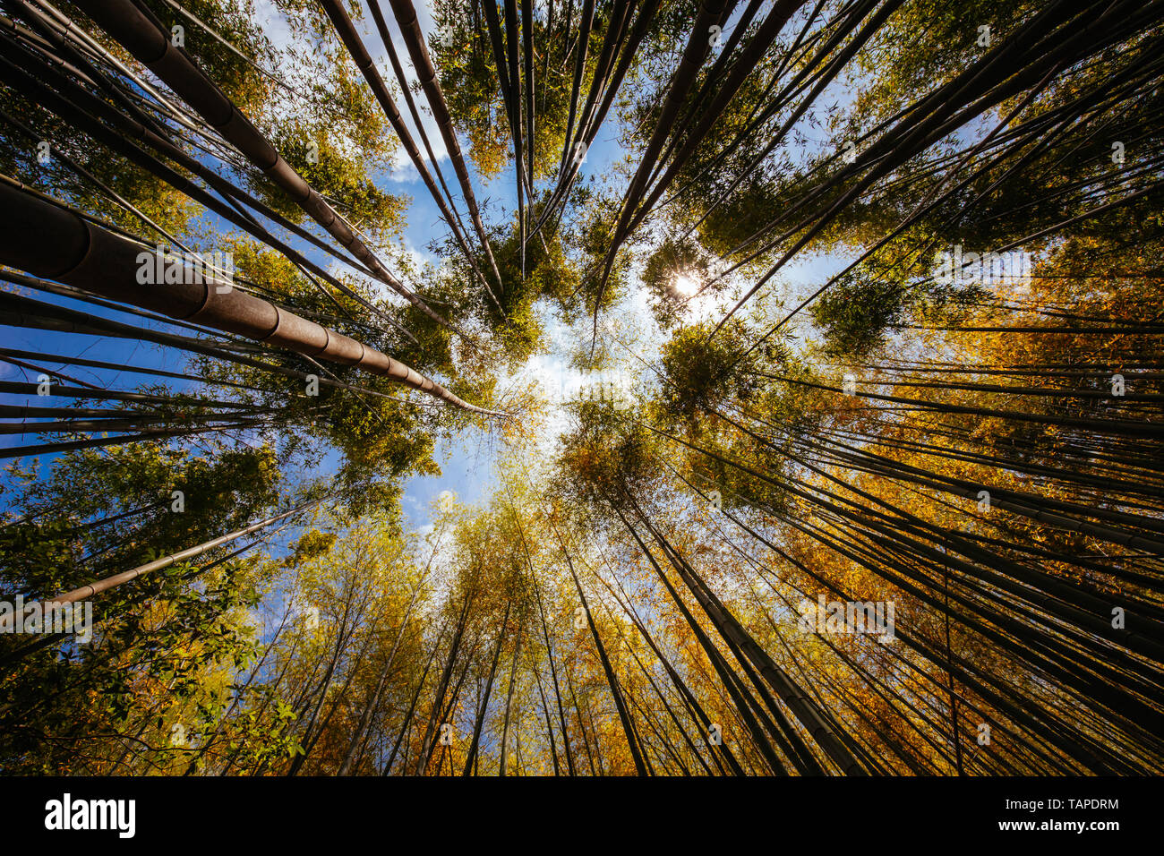 Secret Bamboo Forest of Fushimi Inari Shrine Stock Photo - Alamy
