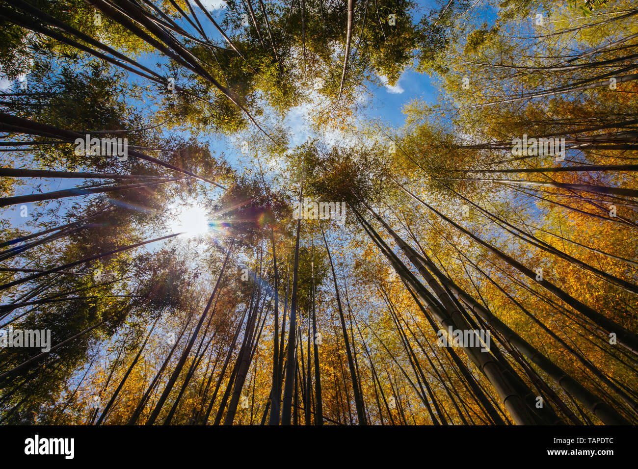 Secret Bamboo Forest of Fushimi Inari Shrine Stock Photo - Alamy