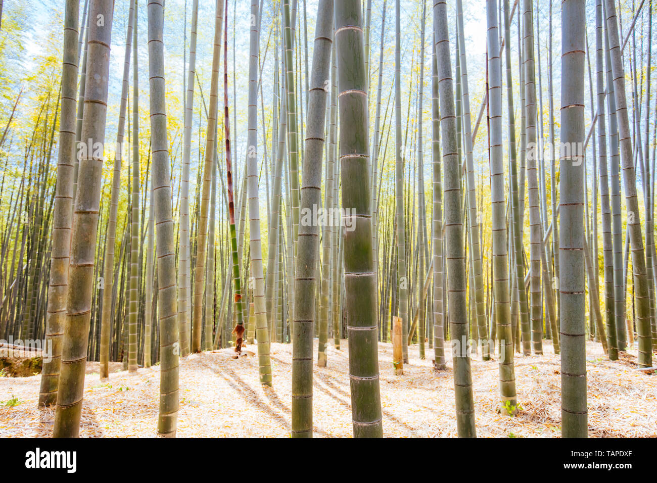 Secret Bamboo Forest of Fushimi Inari Shrine Stock Photo - Alamy