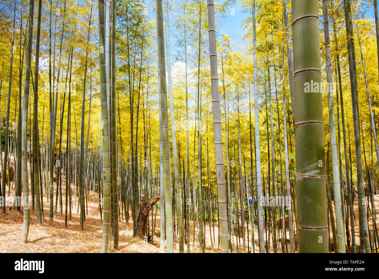 Secret Bamboo Forest of Fushimi Inari Shrine Stock Photo - Alamy