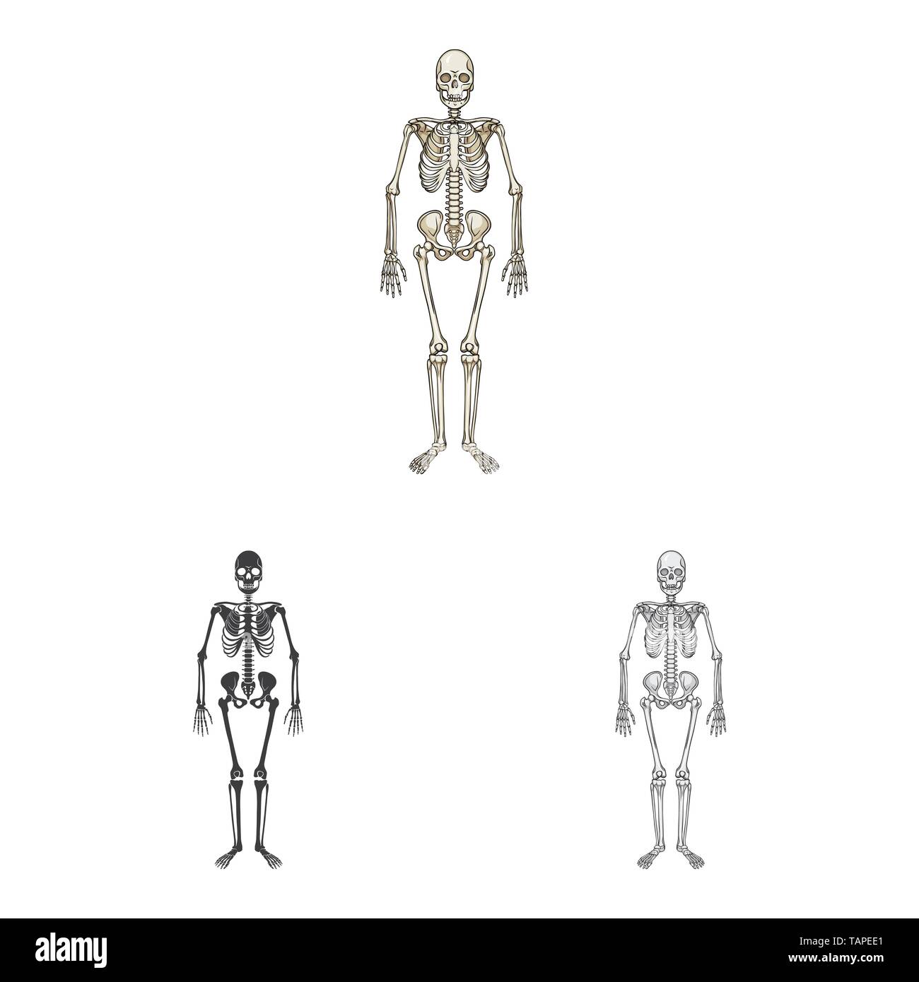 musculoskeletal,scientific,skeletal,system,body,skull,healthy,fiber ...
