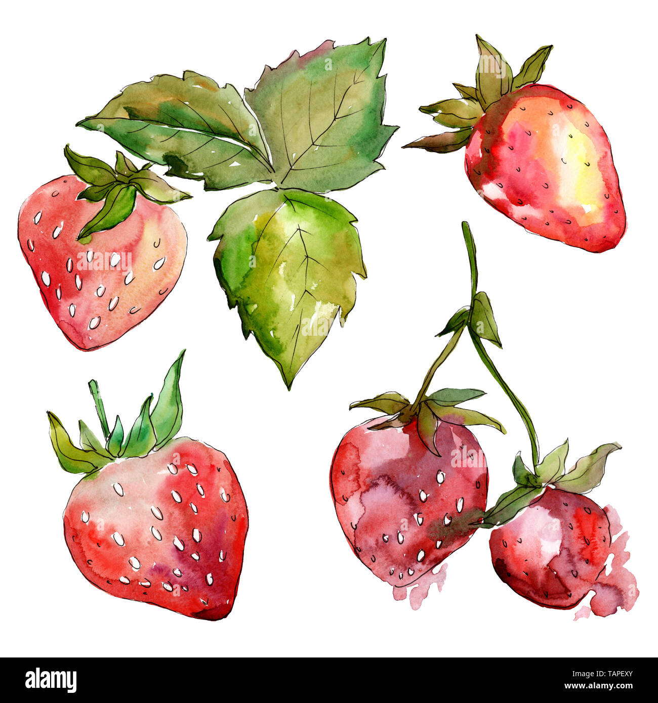 Strawberry healthy food. Watercolor background illustration set ...
