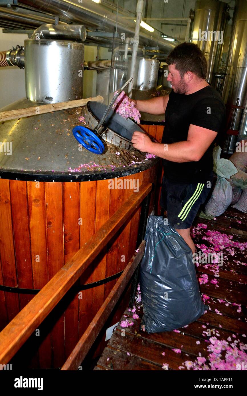 Rose oil distillation - Ethnographic complex Damascena Rose in KAZANLAK ...