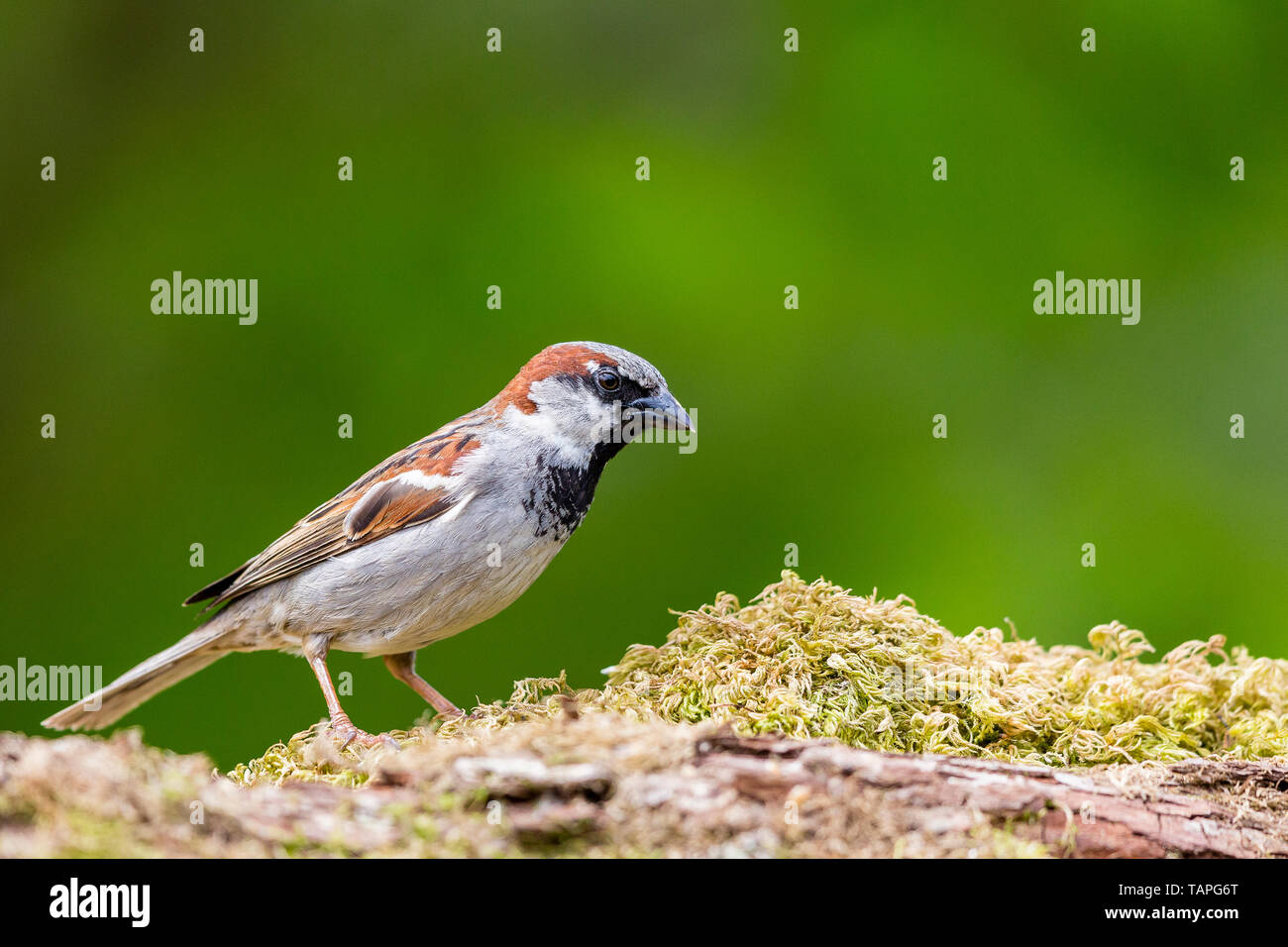 House sparrow uk spring hi-res stock photography and images - Alamy