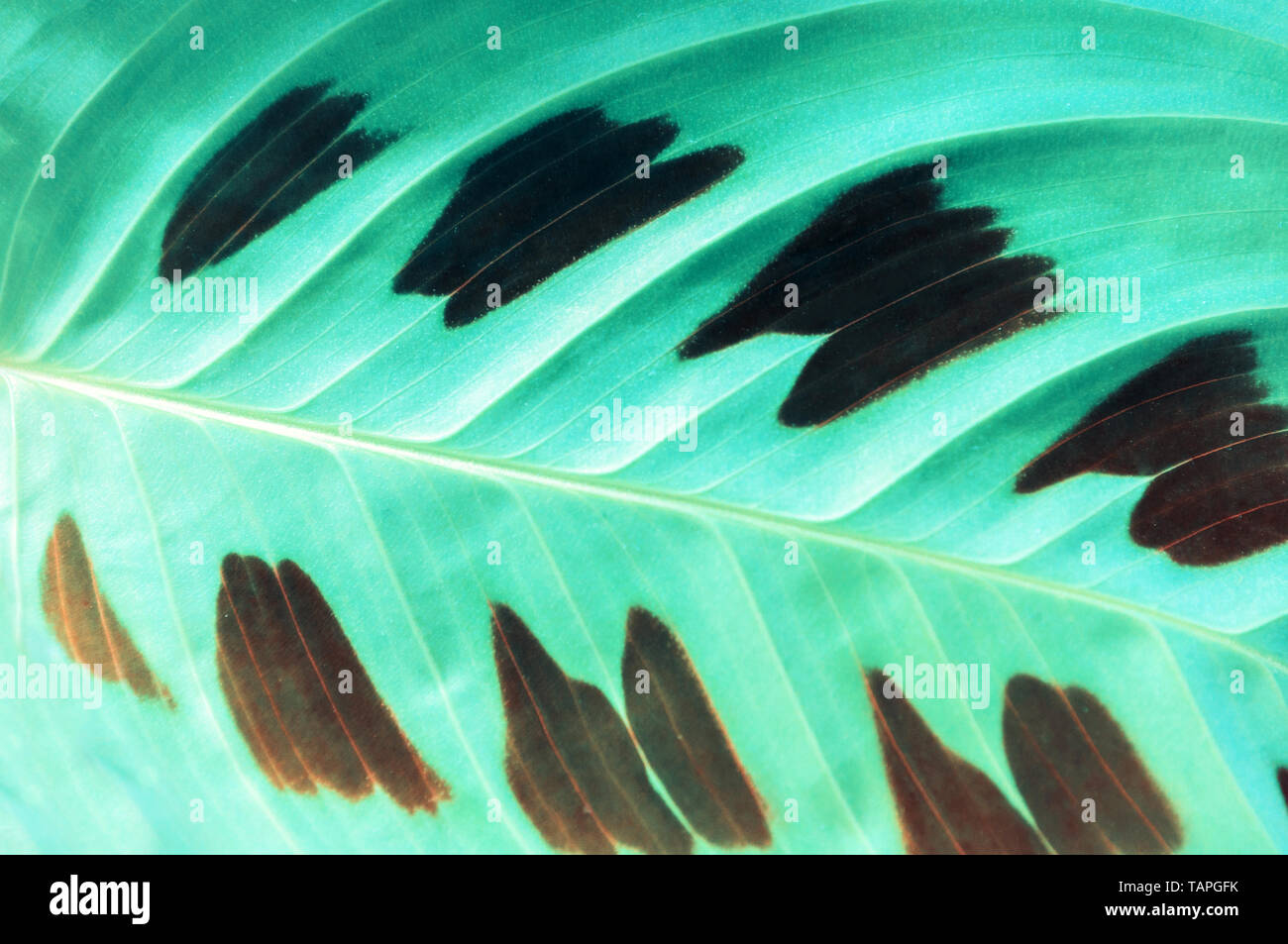 Tropical maranta leaves. Maranta leuconeura var. Kerchoveana - closeup ...