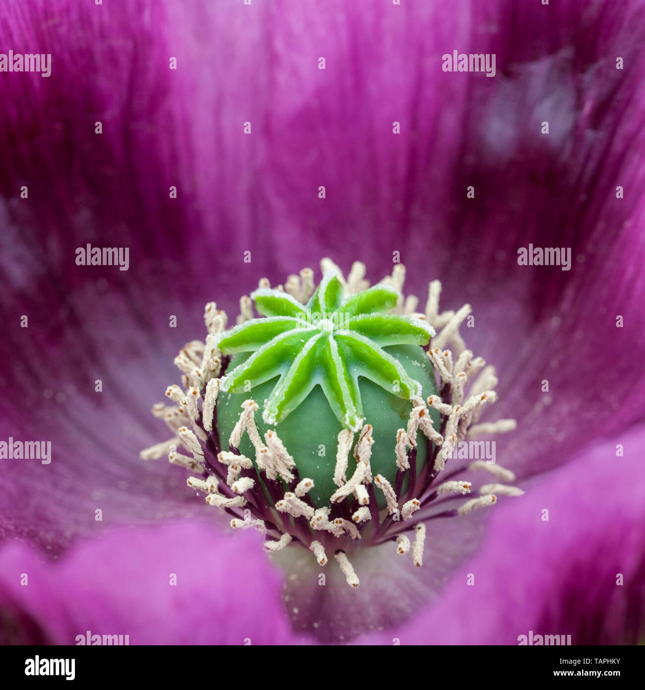 Poppy seed pods hi-res stock photography and images - Alamy